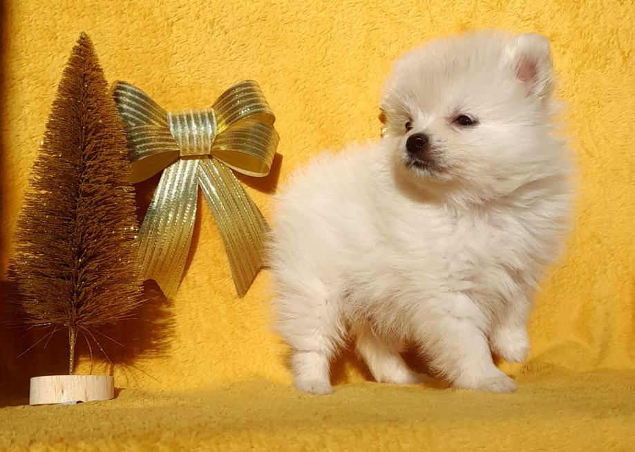 Pomeranec mini boo