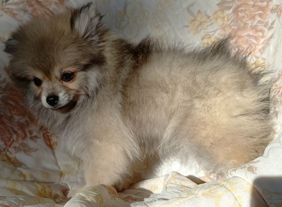 Pomeranec mini boo