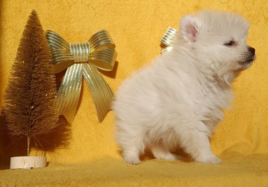 Pomeranec mini boo