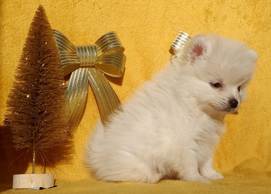Pomeranec mini boo