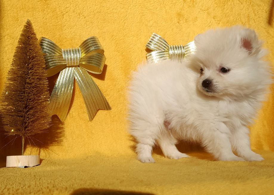 Pomeranec mini boo