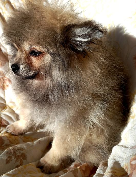 Pomeranec mini boo