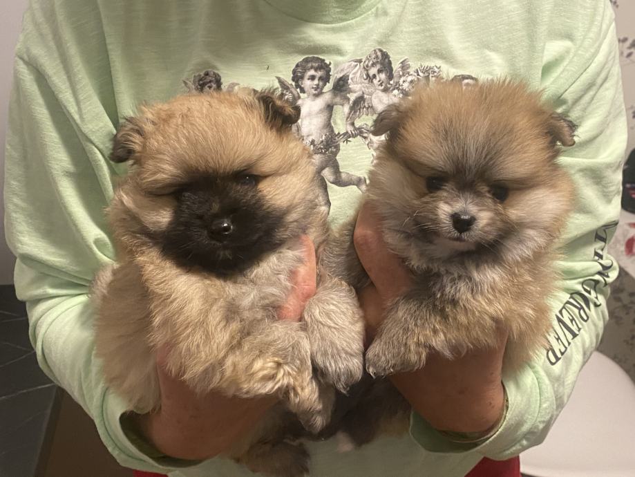 Pomeranec mini nemški špic