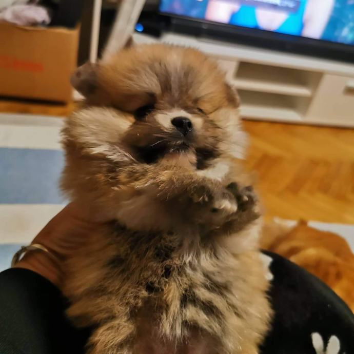 Pomeranec mini nemški špic