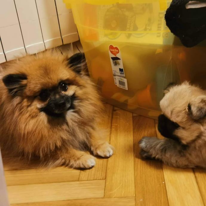 Pomeranec mini nemški špic