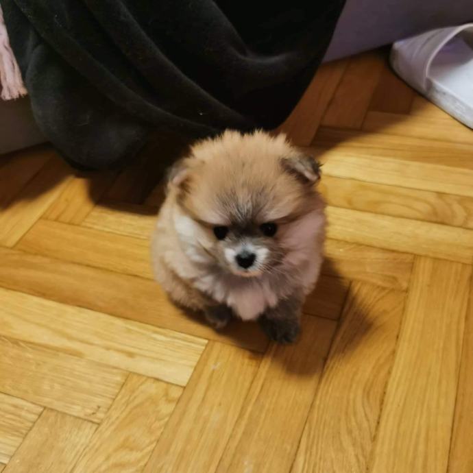 Pomeranec mini nemški špic