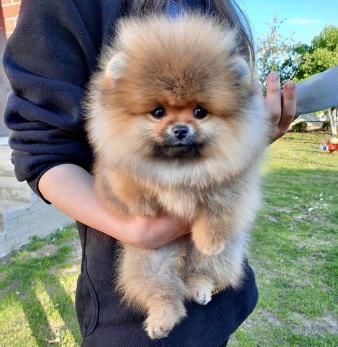 Pomeranec
