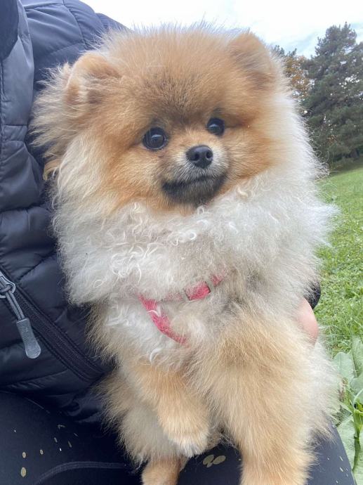 Pomeranec