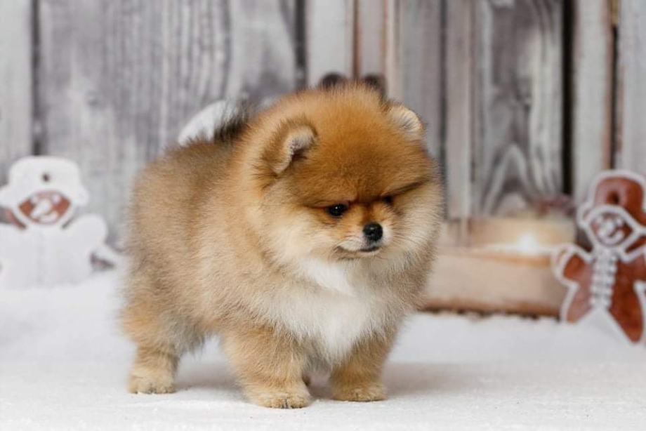 Pomeranec