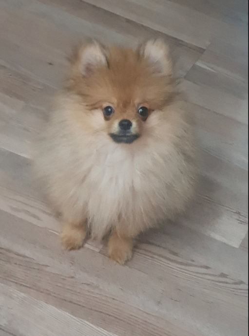 POMERANEC