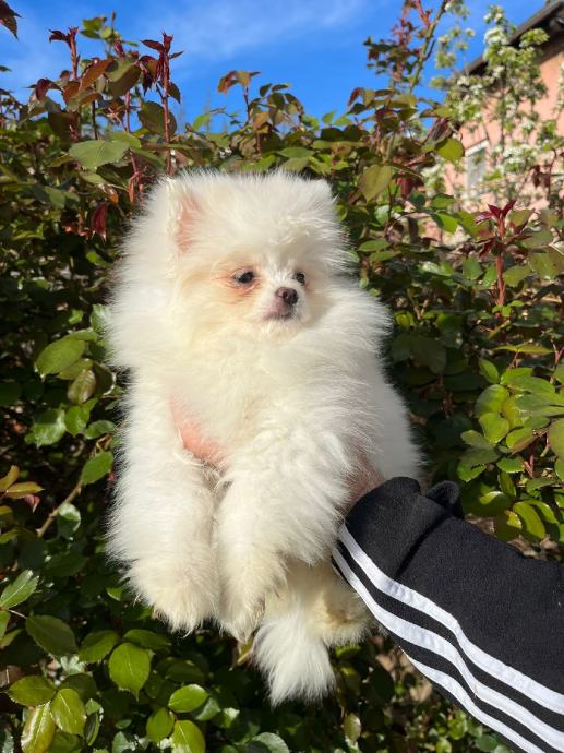 Pomeranec
