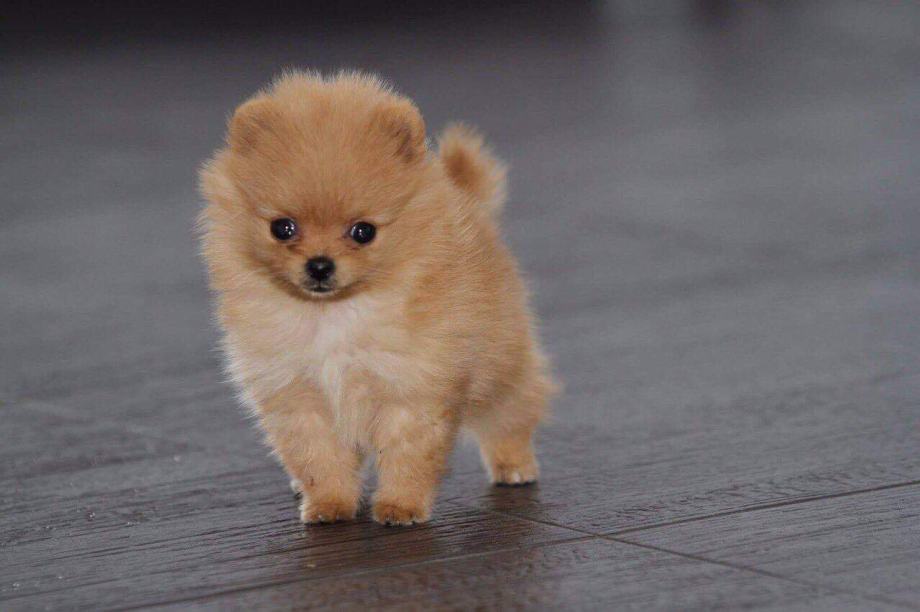 Pomeranian - POMERANEC - BOO