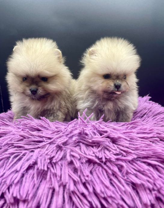 Pomeranian - POMERANEC - BOO