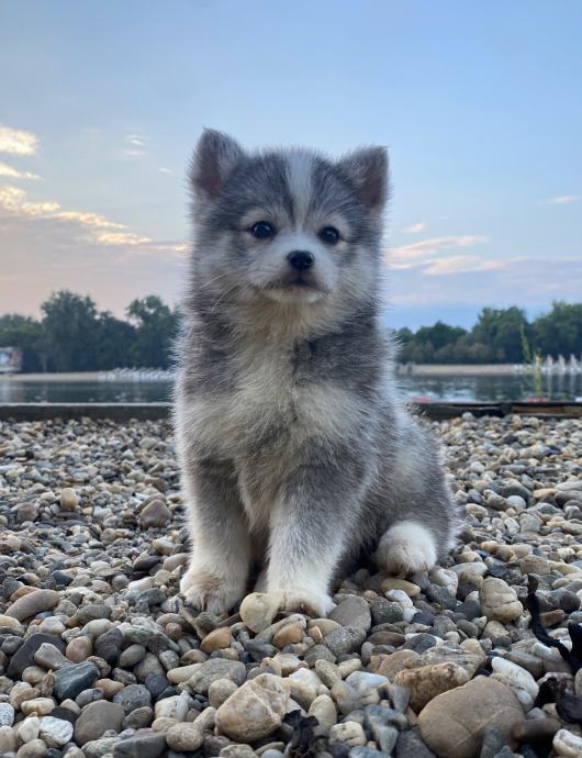 Pomsky (pomski) selektivna vzreja, profesionalna nega