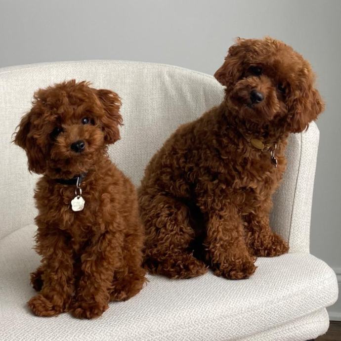 prijazen toy pudelj Puppies