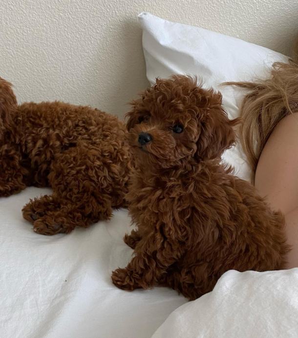 prijazen toy pudelj Puppies