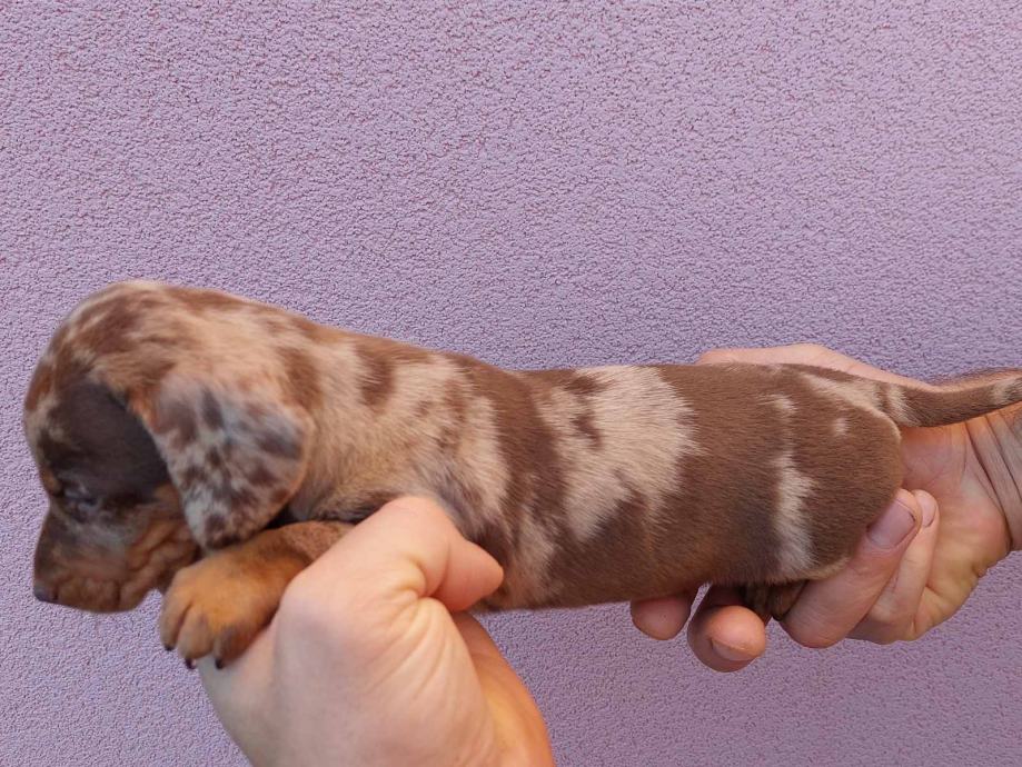 Pritlikavi jazbečar choco merle