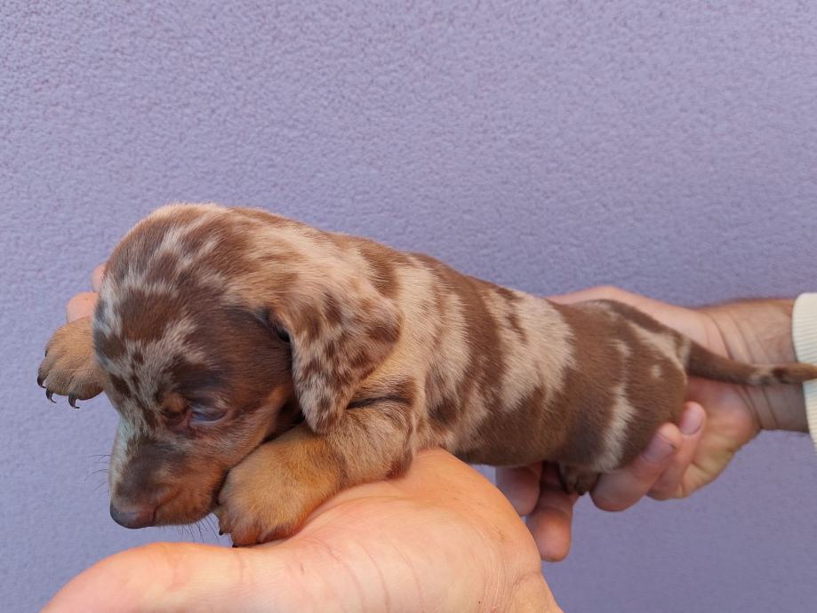 Pritlikavi jazbečar choco merle