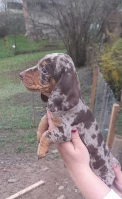 Jazbecarji pritlikavi choco merle