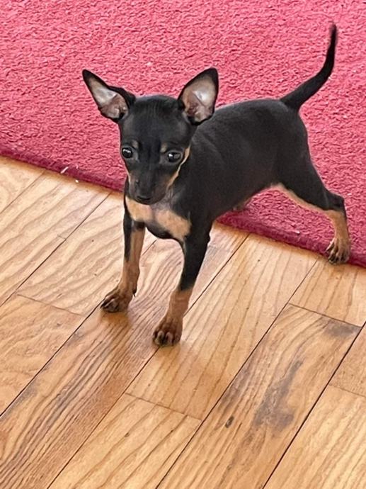 Pritlikavi srnin pinč mladički