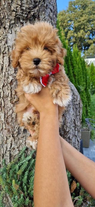 Prodam Cavapoo mladička