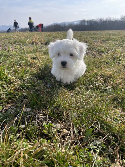 Maltežan (skoten 9.1.2023)