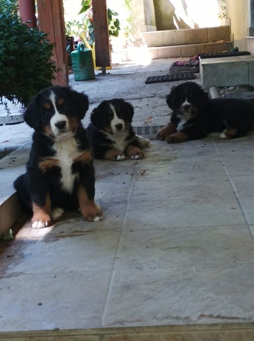 Prodam mladičke - Bernski planšar