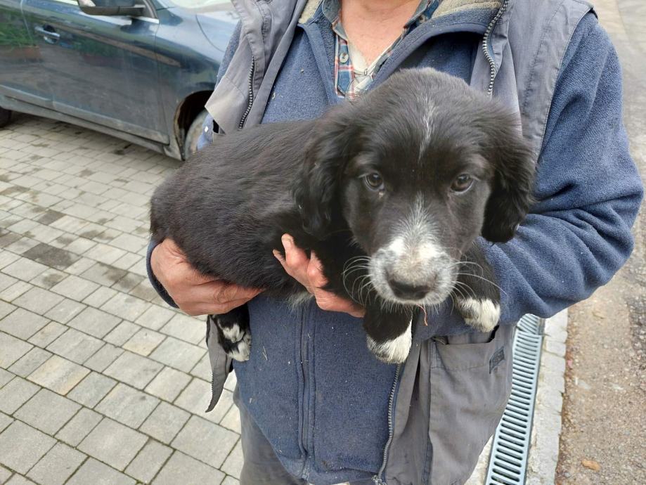 Prodam psičko Border Collie