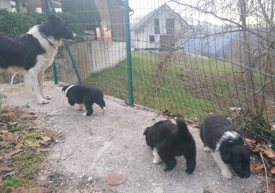 Prodam psička pasme Border collie