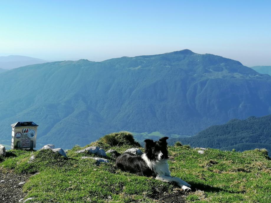 Prodam psička pasme Border collie