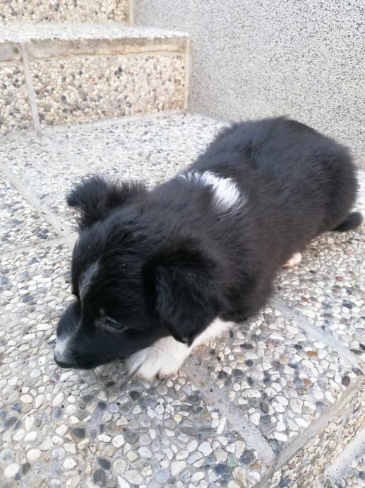Prodam psička pasme Border collie