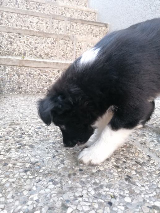 Prodam psička pasme Border collie
