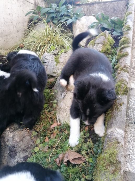 Prodam psička pasme Border collie
