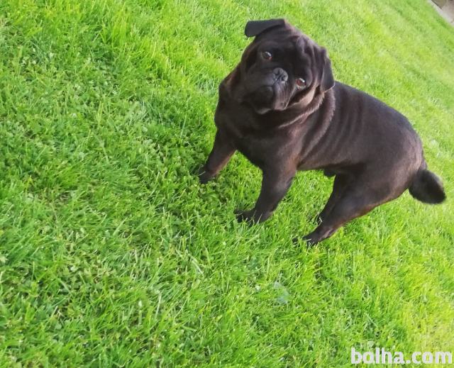 Prodamo mladičke MOPS