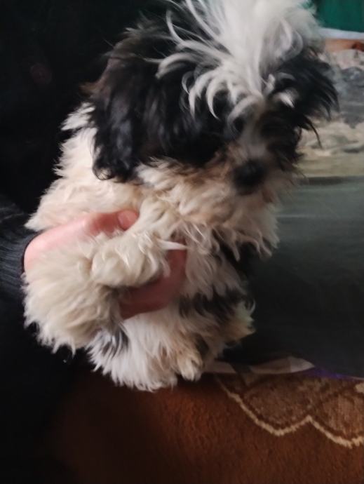 Prodamo2 mini shih tzu mladicka