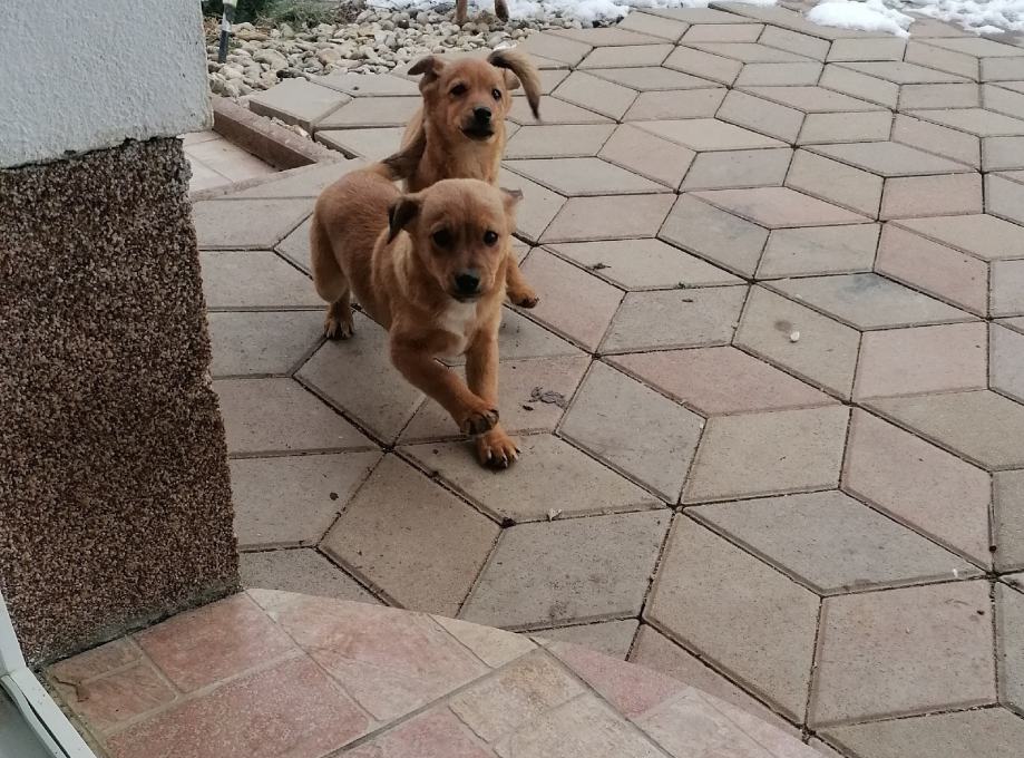 PSI MALE RASTI