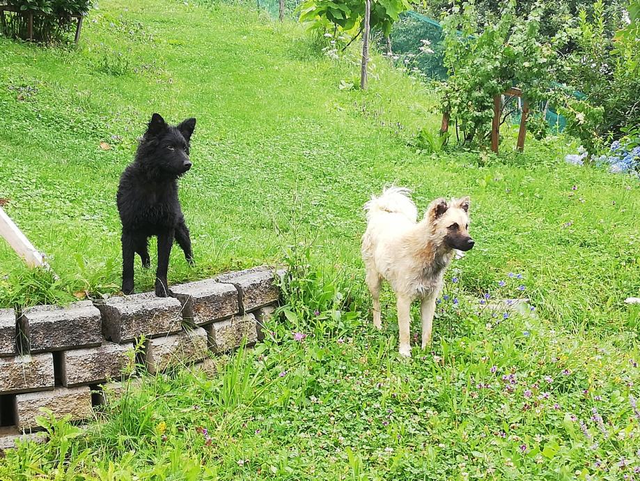 Psi Vojvodinski Pulin, mladički