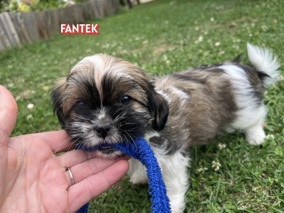 psička znamke shih tzu prodam