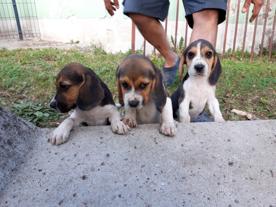 Psički Beagle