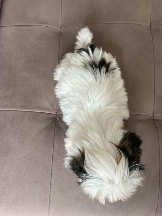 PSIČKO pasme SHIH TZU - čipirano, cepljeno...staro dva meseca - prodam