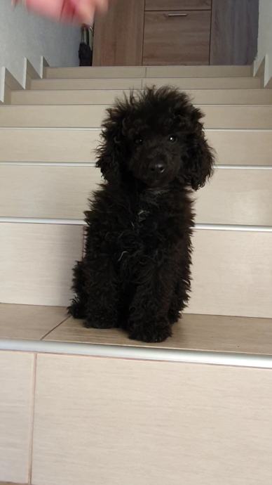pudel poodl pudla