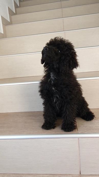 pudel poodl pudla