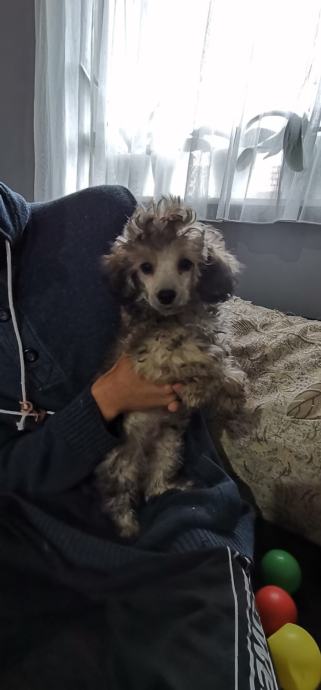 pudel poodl pudla