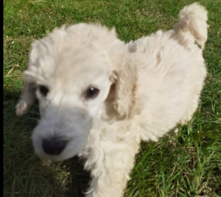 pudel poodl pudla