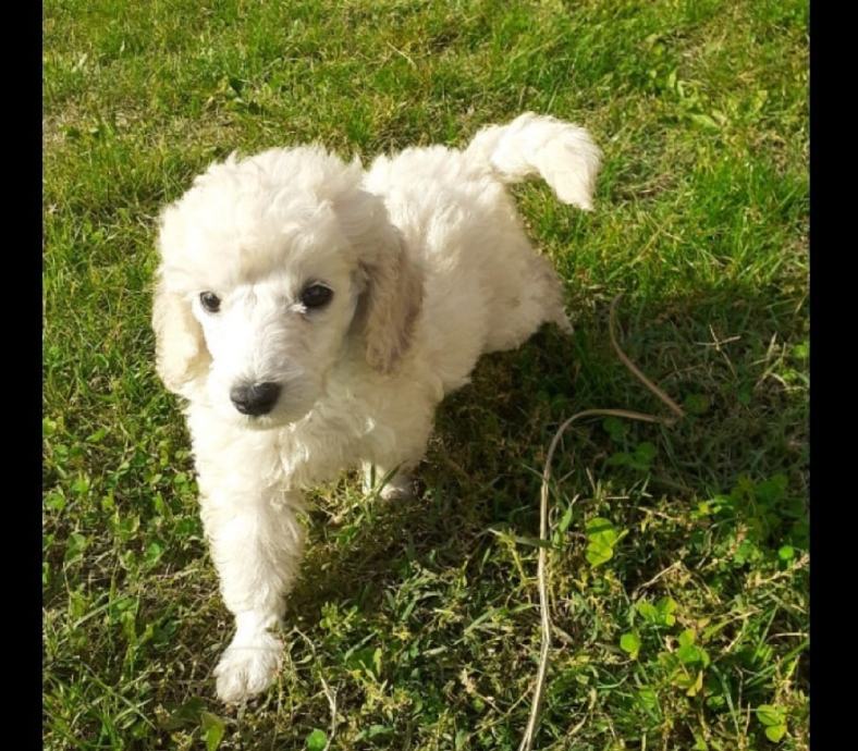 pudel poodl pudla