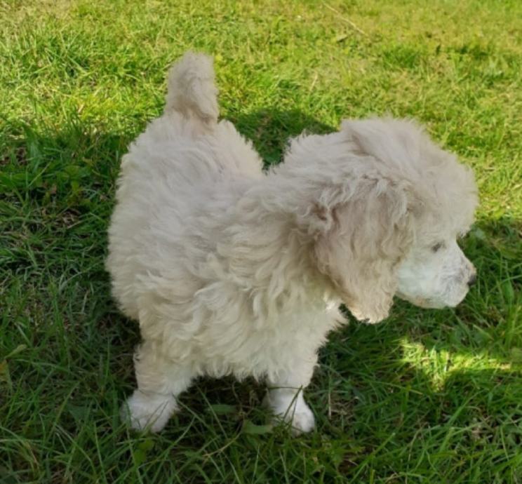 pudel poodl pudla