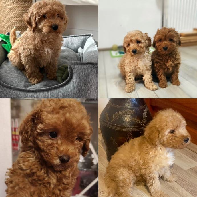 Pudelj/Poodle mladički - DOSTAVA
