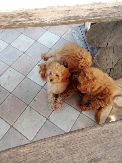 PUDELj POODLE