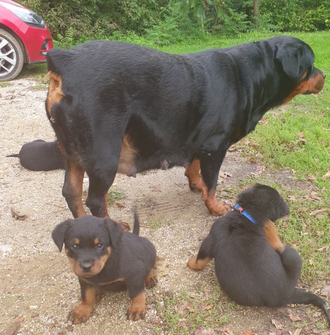 ROTTWEILER MLADIČI