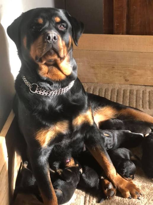 Rottweiler